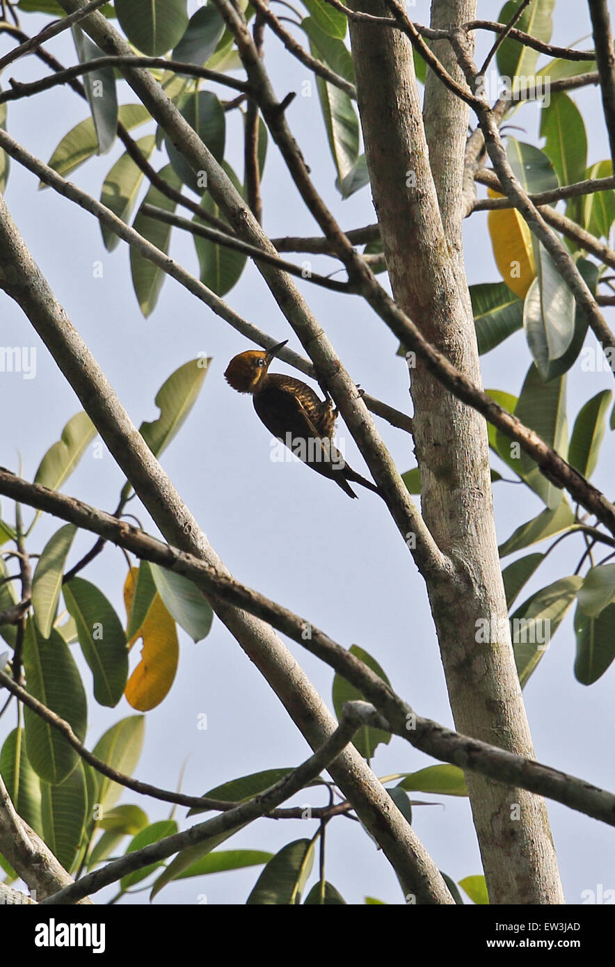 Aurosus hi-res stock photography and images - Alamy