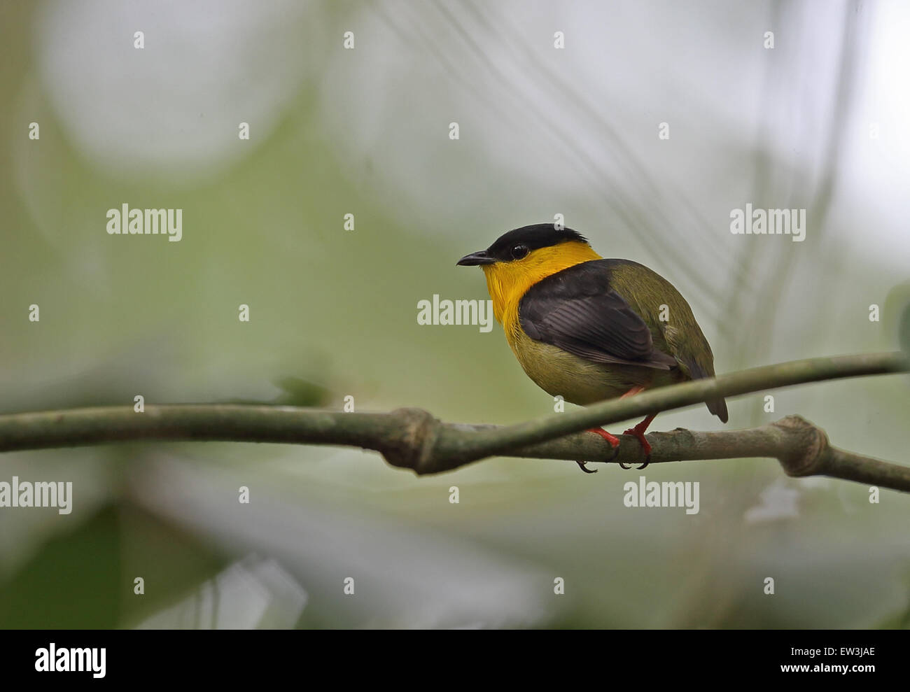 Golden-collared Manakin (Manacus vitellinus vitellinus) adult male ...
