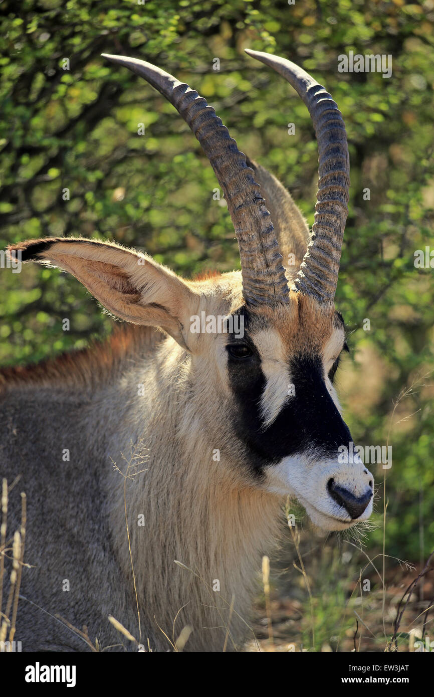 Roan Antelope (Hippotragus equinus) adult, close-up of head, in semi ...