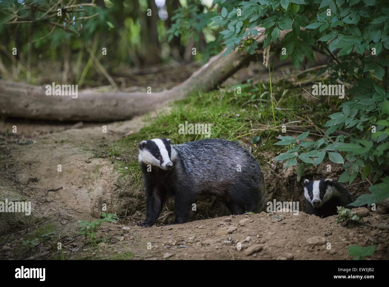 Badger sett entrance hole hi-res stock photography and images - Alamy