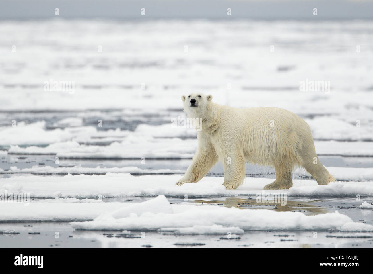 Polar Bear (Ursus maritimus) adult, walking on pack ice, Svalbard, June ...