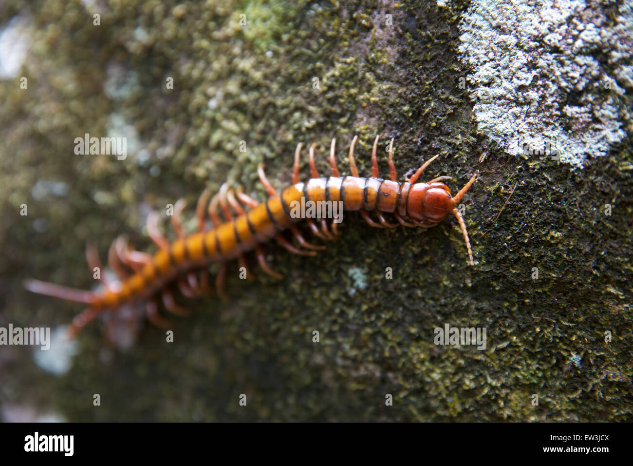 Centipede on a lichen covered rock on the island of Molokai, Hawaii ...