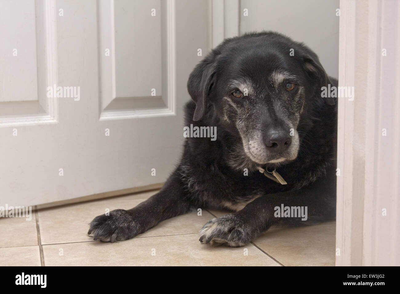 Domestic Dog, Labrador Retriever, black variety, elderly adult male ...