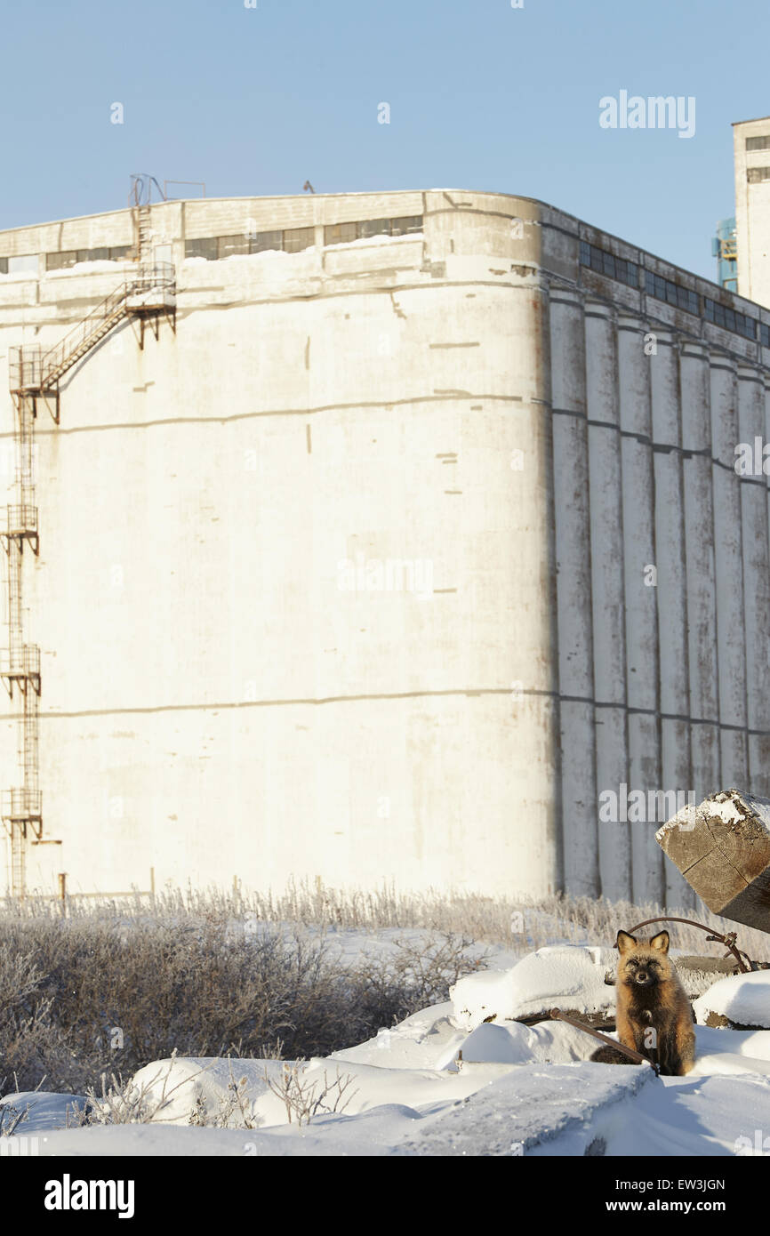 American Red Fox (Vulpes vulpes fulva) 'Cross Fox' colour phase, adult ...