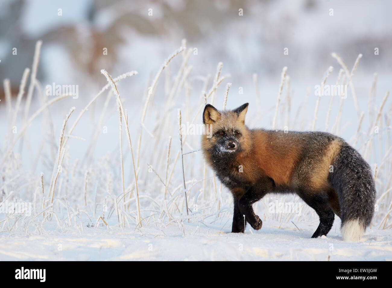 Red fox vulpes vulpes cross phase hi-res stock photography and images ...