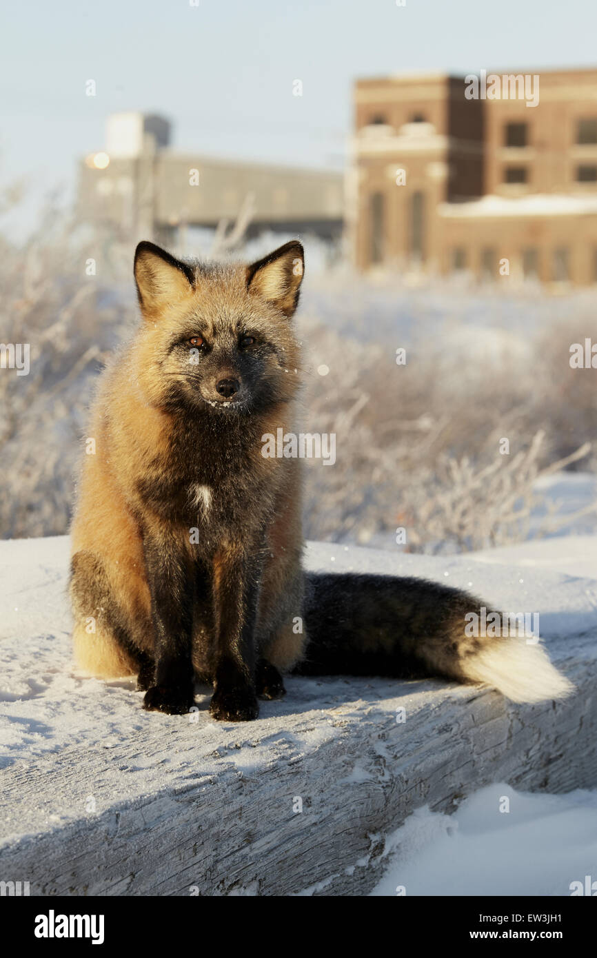 American Red Fox (Vulpes vulpes fulva) 'Cross Fox' colour phase, adult ...