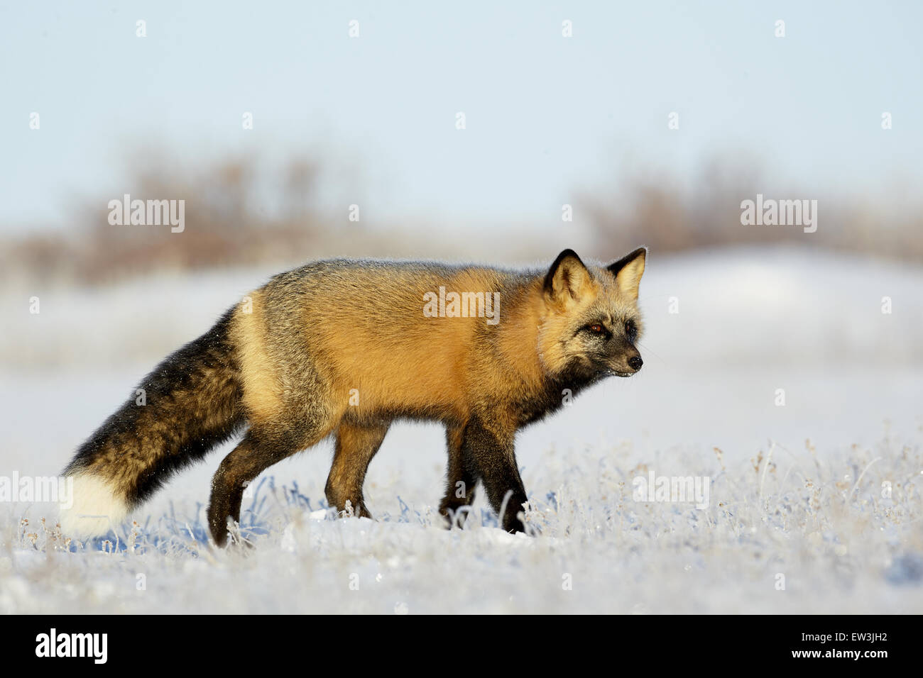 Cross Phase Red Fox Stock Photos & Cross Phase Red Fox Stock Images - Alamy