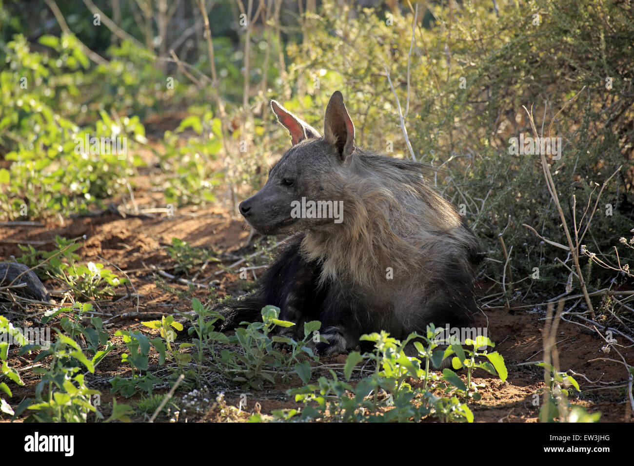 Brown Hyena (Hyaena brunnea) adult, resting in semi-desert, Tswalu ...