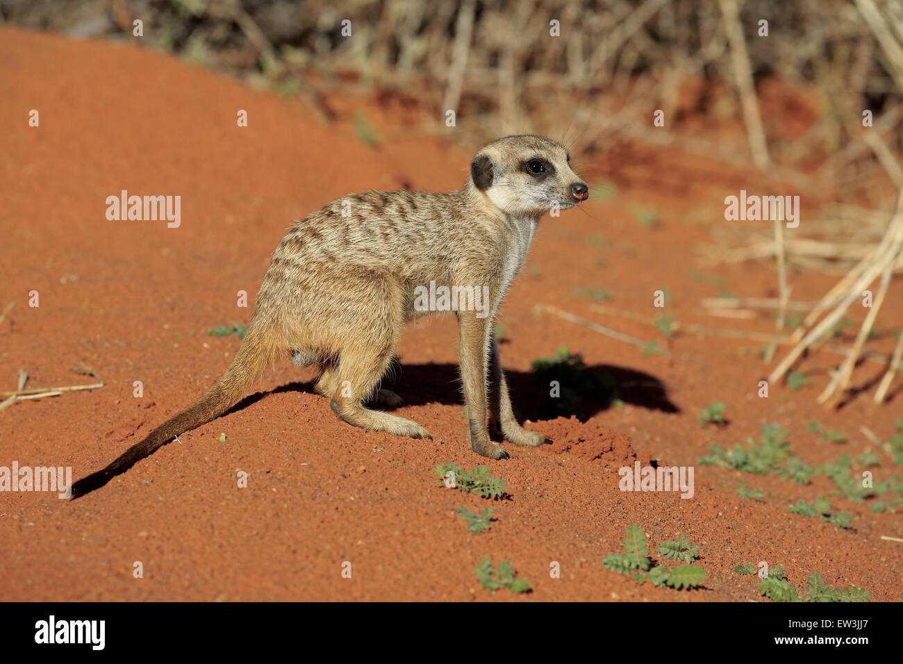 Adult meercats hi-res stock photography and images - Alamy