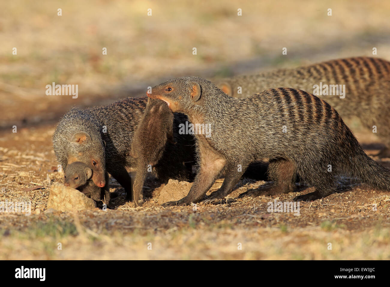 Banded mongooses mungos mungo female hi-res stock photography and ...