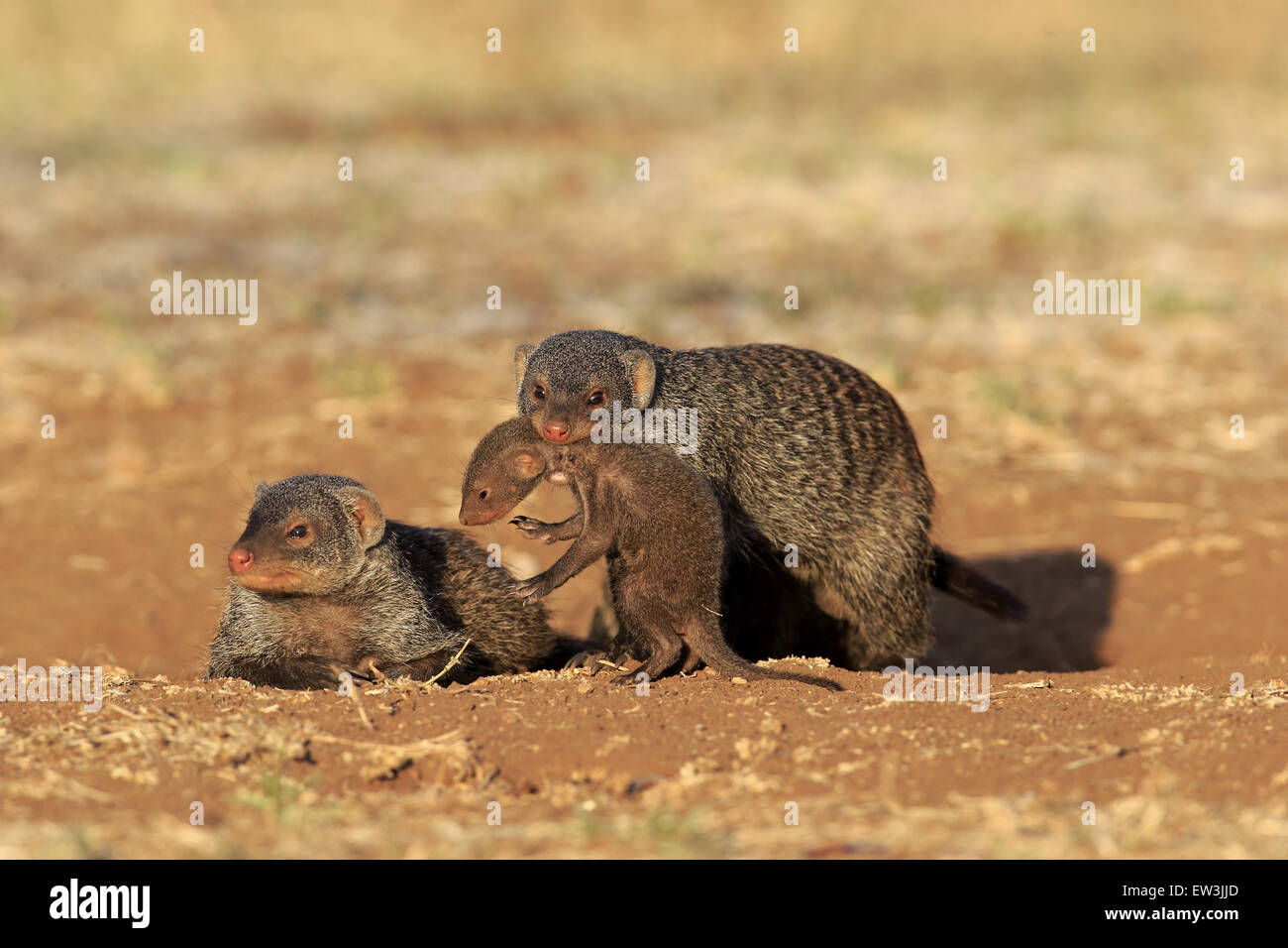 Banded mongooses mungos mungo female hi-res stock photography and ...