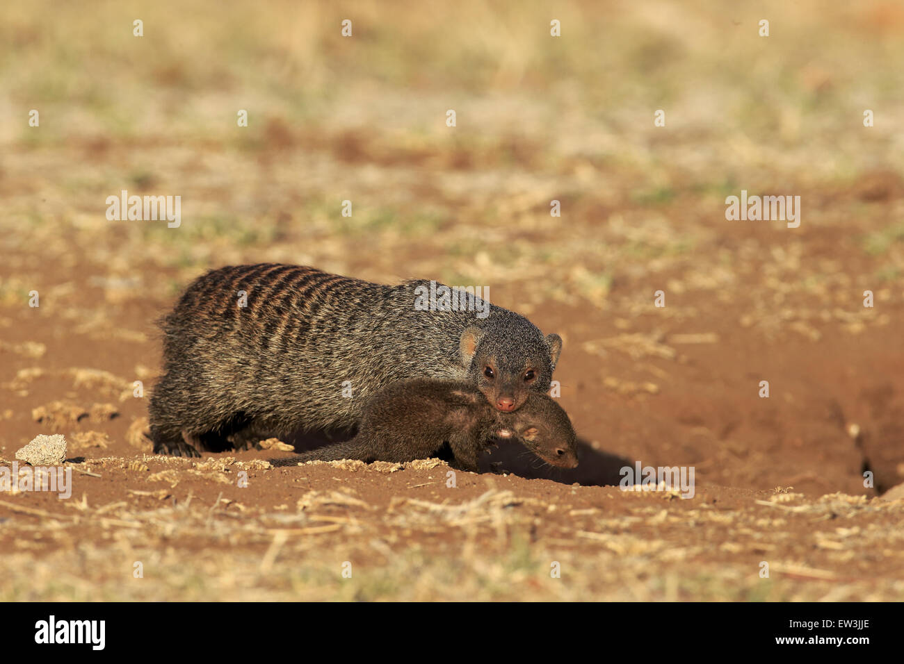 Banded mongooses mungos mungo female hi-res stock photography and ...
