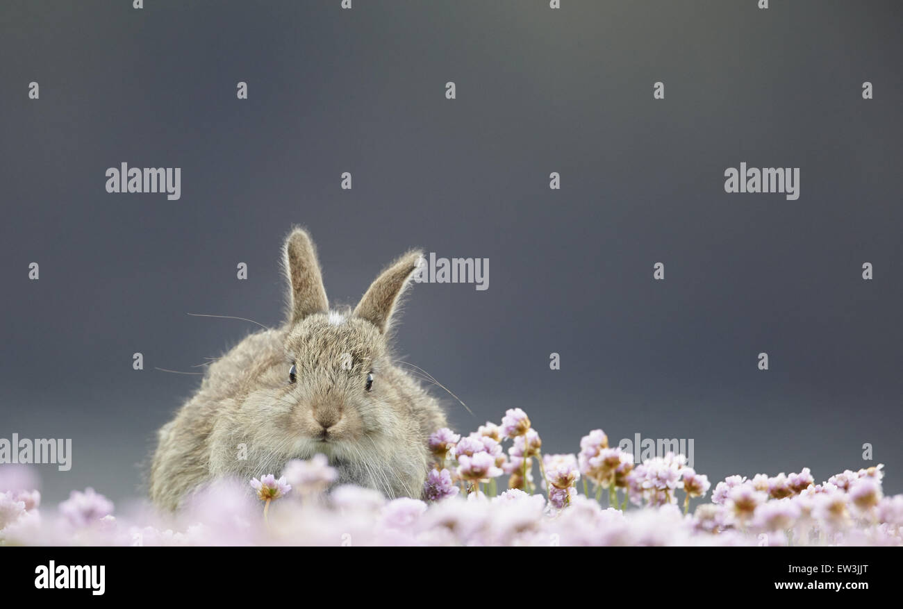 Rabbit islands scotland hi-res stock photography and images - Alamy