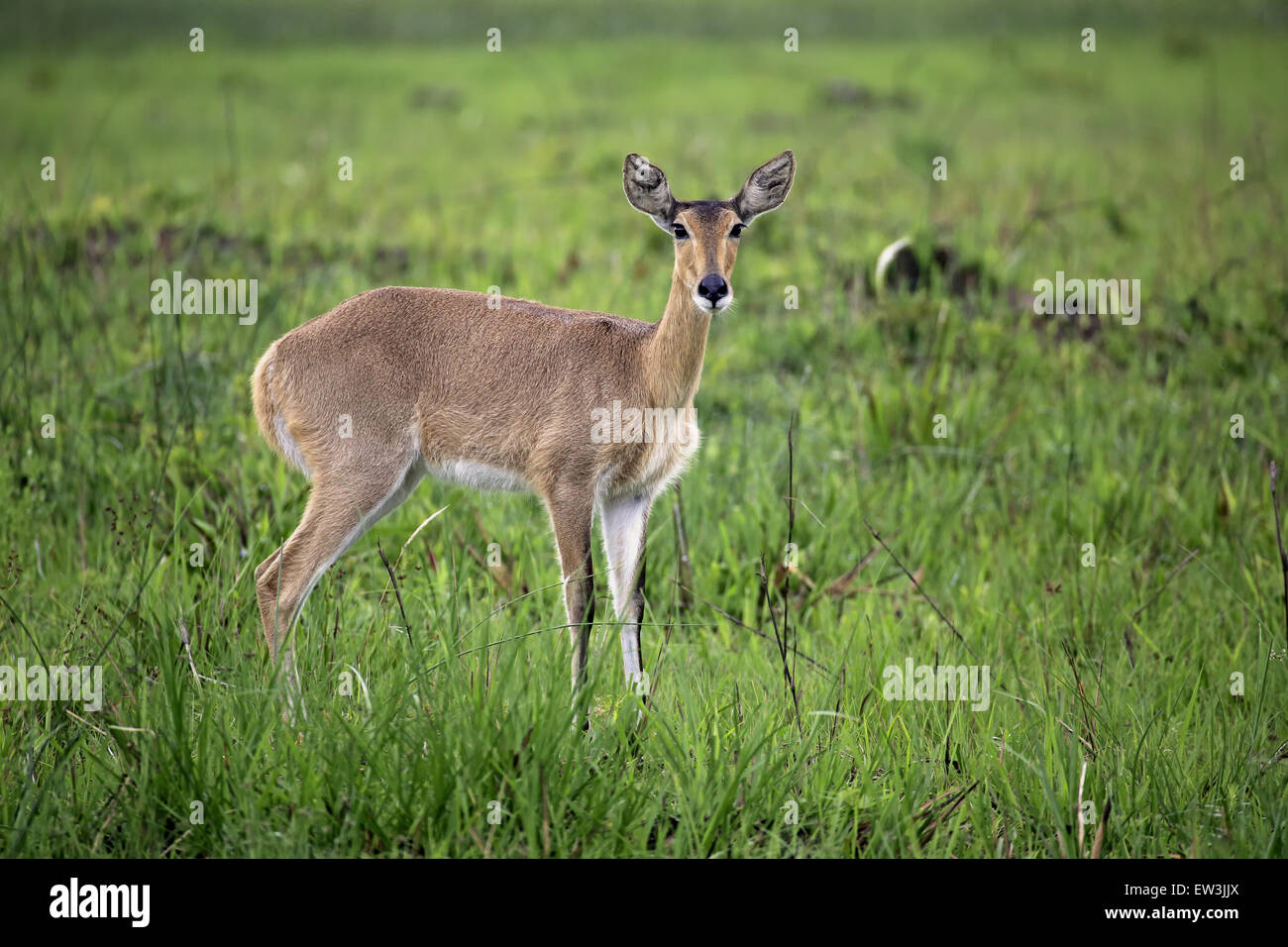 Common Reedbuck