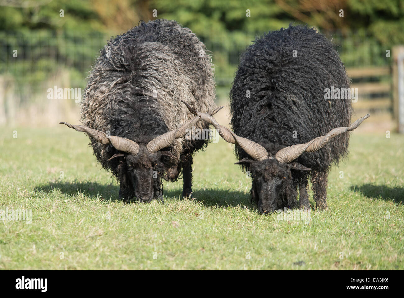 Domestic Sheep, Racka, Hungarian multi-purpose breed, two adults ...