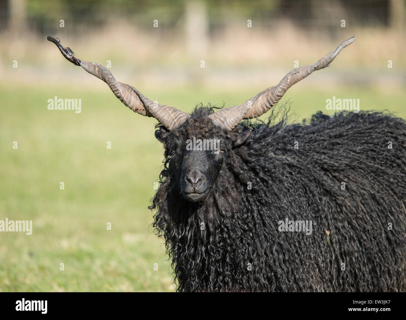 Domestic Sheep, Racka, Hungarian multi-purpose breed, adult, close-up ...