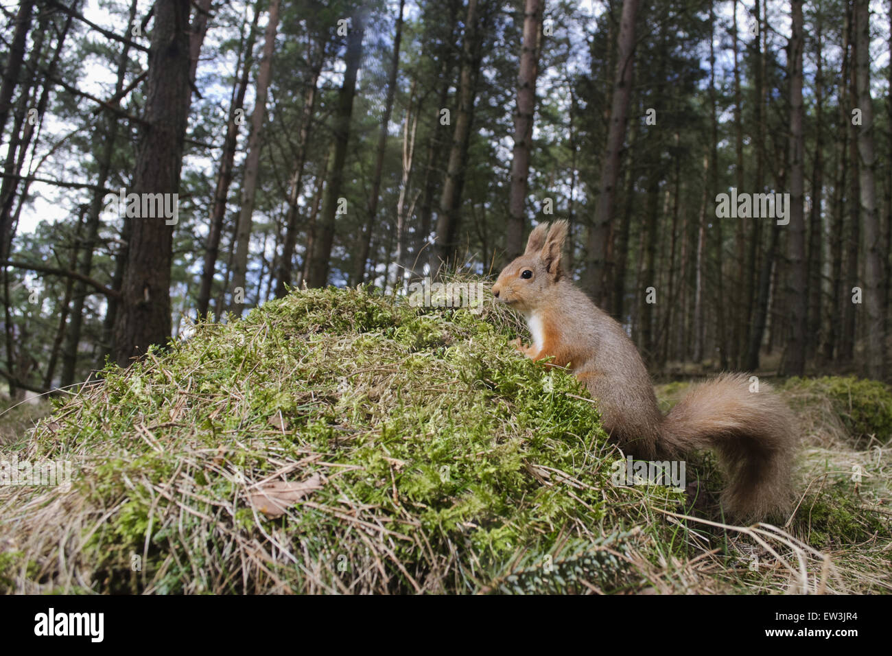 Eurasian Red Squirrel (Sciurus vulgaris) adult, standing on mossy mound ...