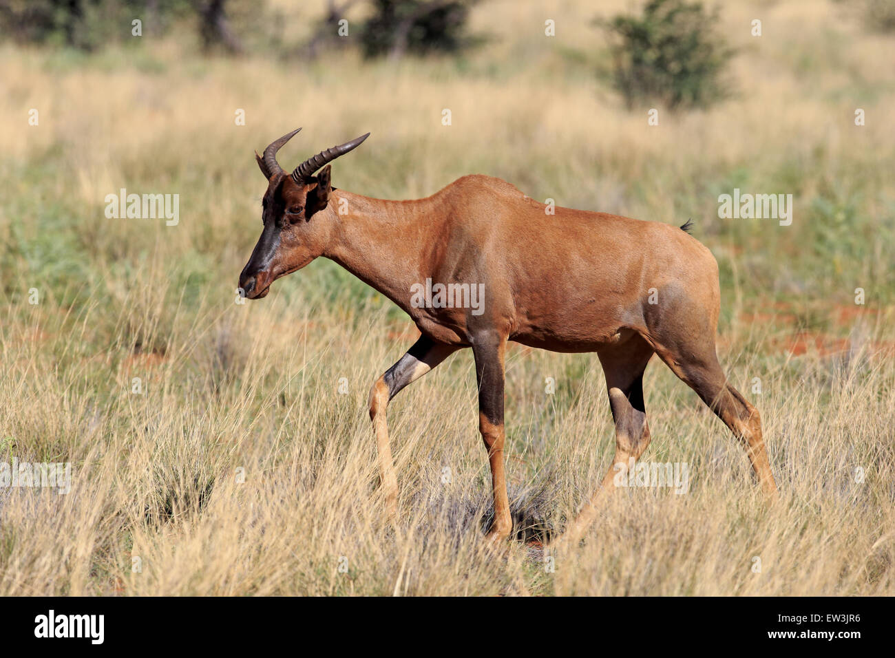 Common Tsessebe (Damaliscus lunatus) adult, walking in semi-desert ...