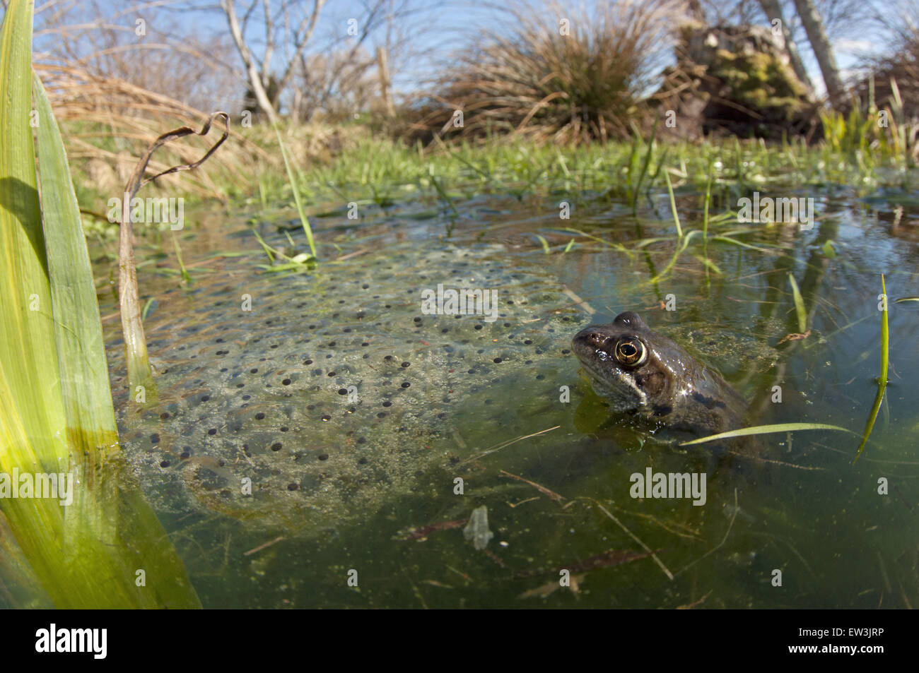 Common Frog (Rana temporaria) adult, amongst spawn at surface of pond ...