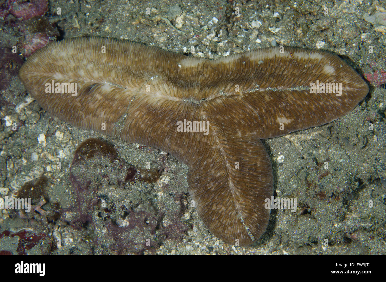 Tongue splitting hi-res stock photography and images - Alamy