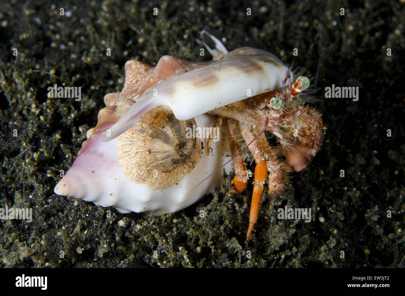 Anemone Hermit Crab (Dardanus pedunculatus) adult, with Sea Anemones ...