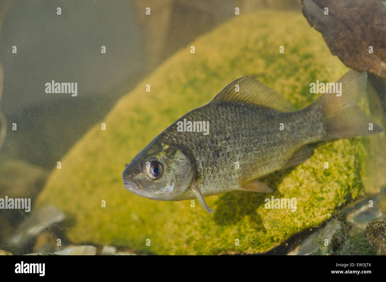 Crucian Carp (Carassius carassius) immature, in tank, Nottingham ...
