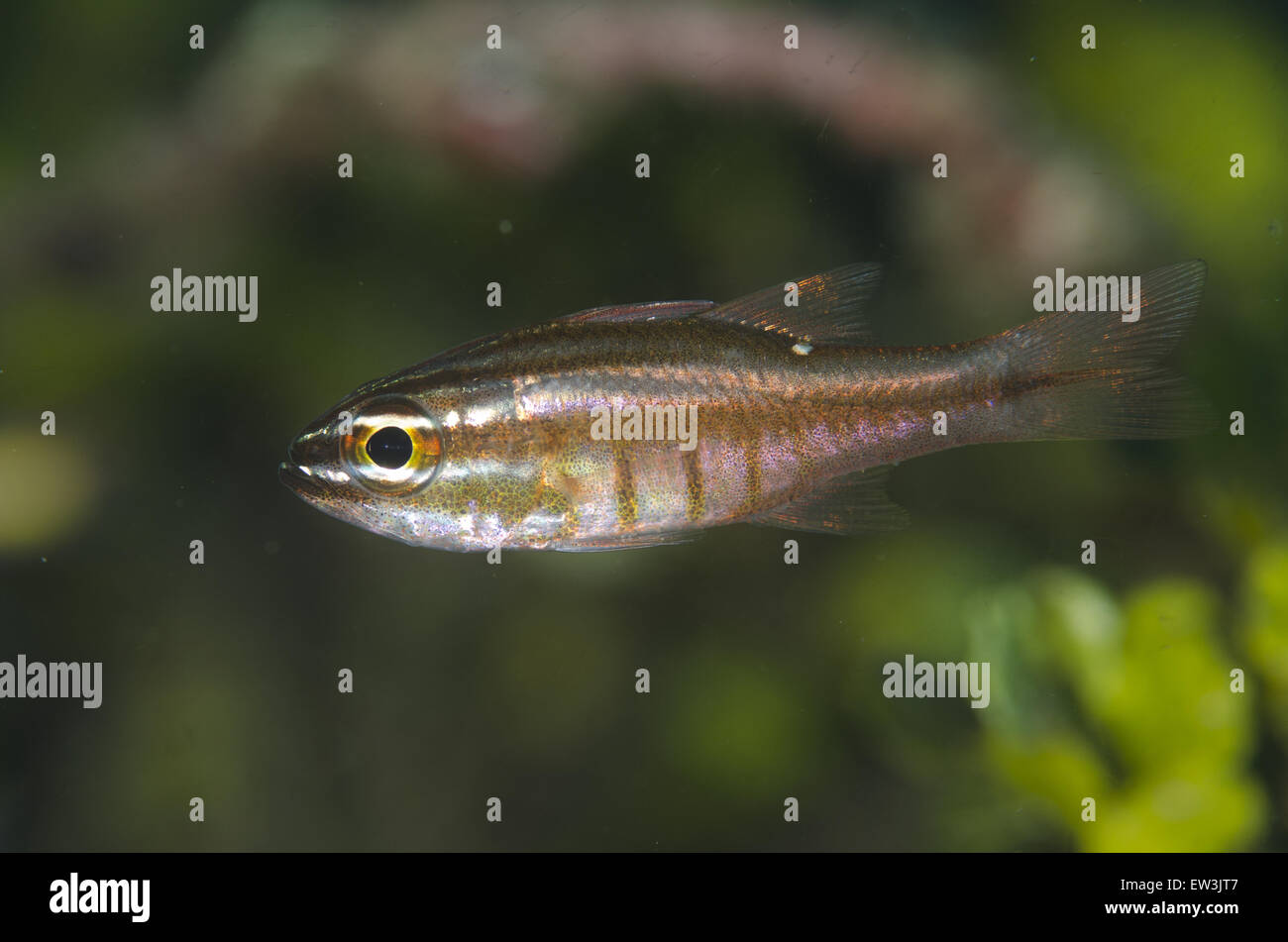 Truncate Cardinalfish (Cheilodipterus singapurensis) adult, swimming ...