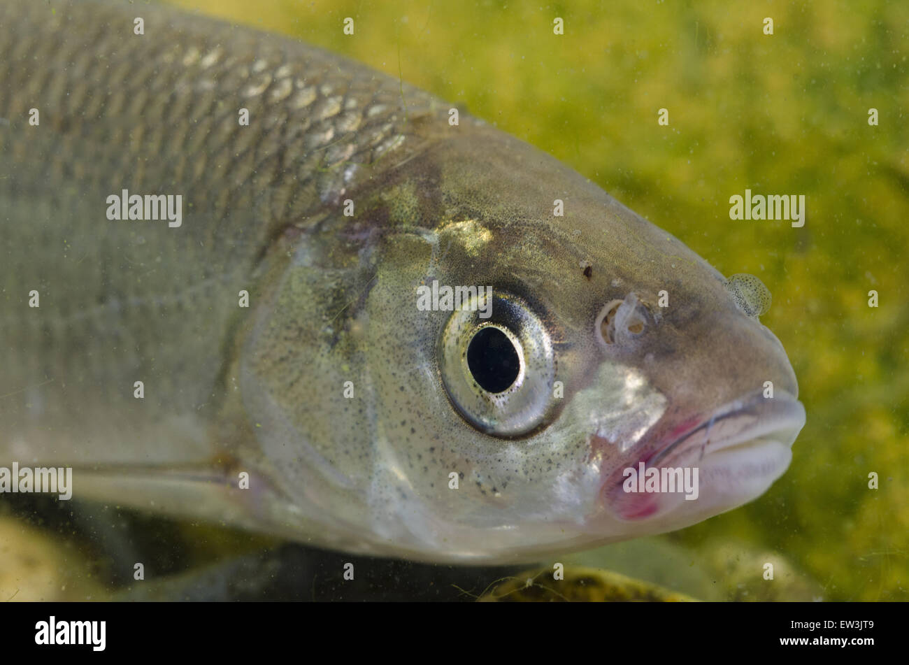Dace fish hi-res stock photography and images - Alamy