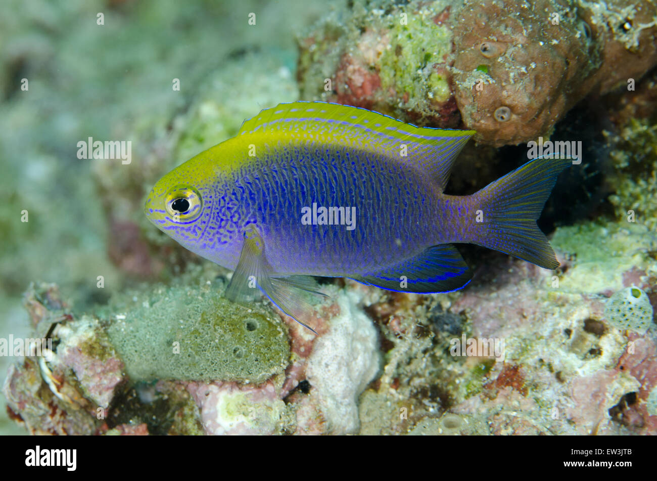 Bleeker's Damselfish (Chrysiptera bleekeri) adult, swimming, Lembeh ...