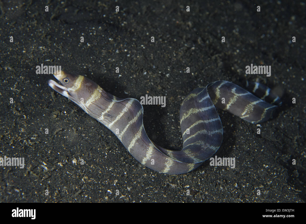 Barred Moray Eel (Echidna polyzona) juvenile, on black sand at night ...