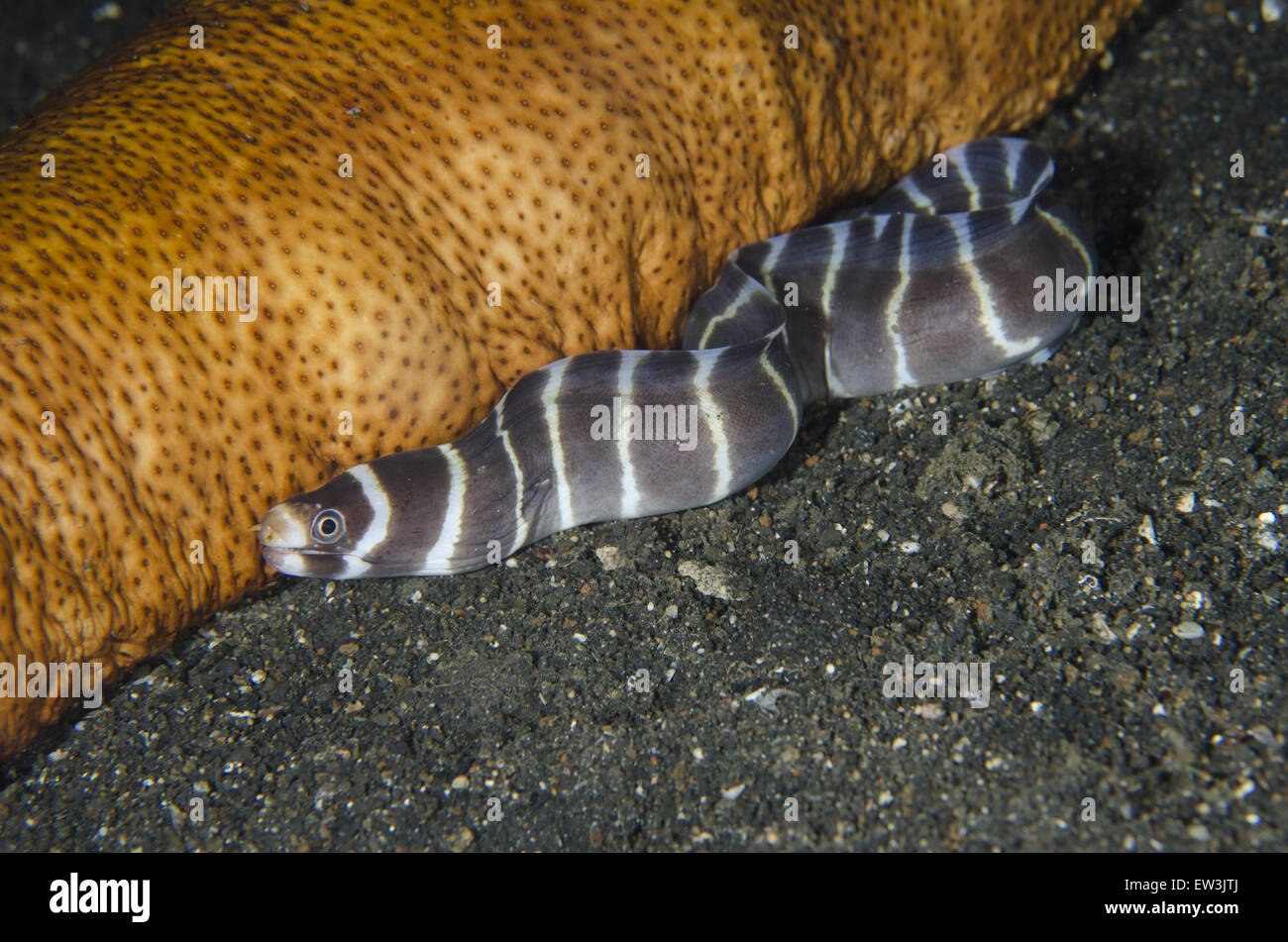 Barred Moray Eel (Echidna polyzona) juvenile, beside Brown Sandfish Sea ...
