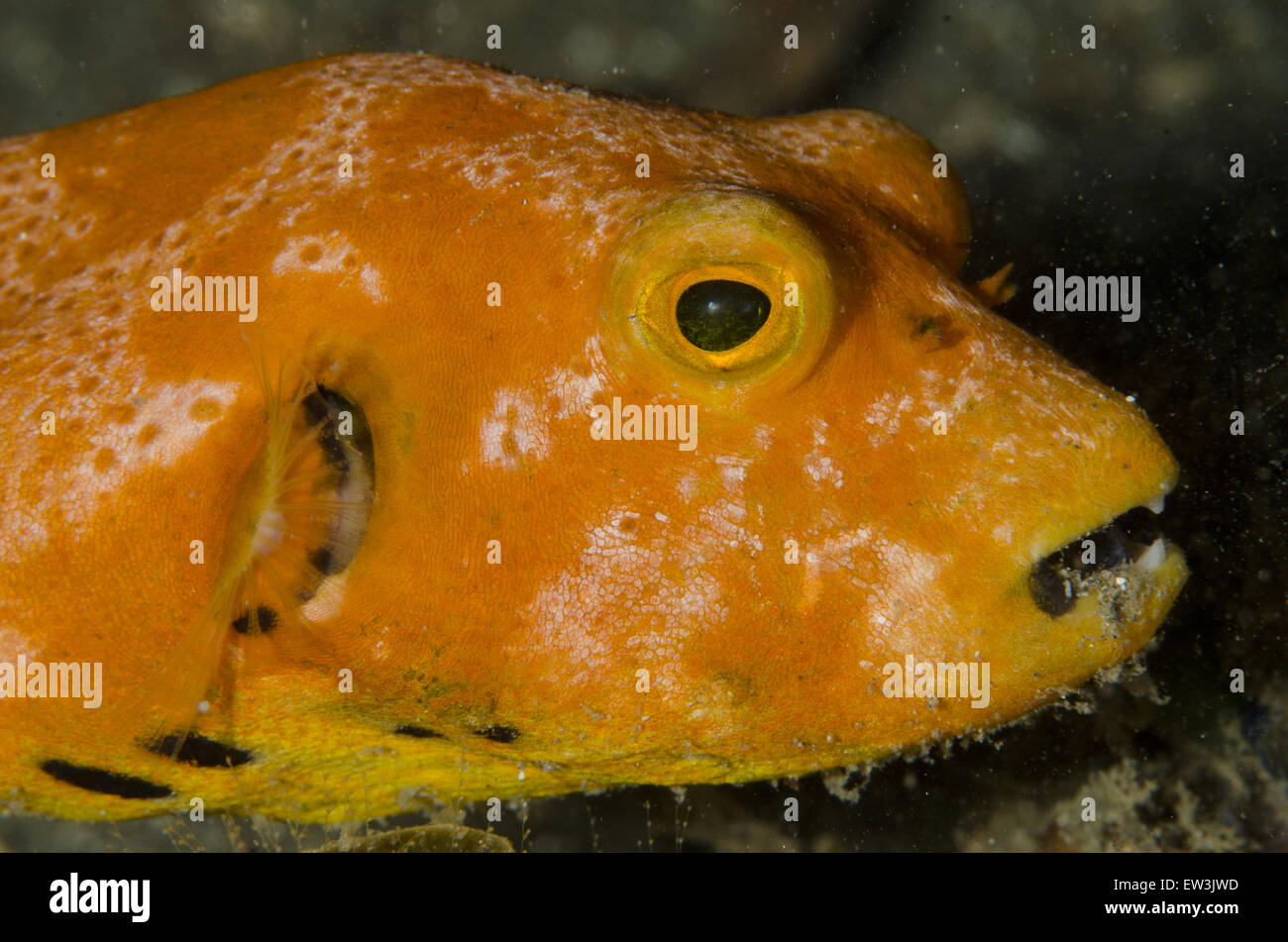 Star Pufferfish (Arothron stellatus) sub-adult, with unusual ...