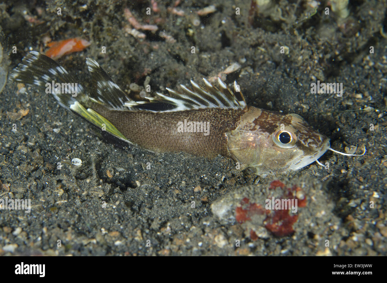 Ocellated Waspfish (Apistus carinatus) adult, buried in black sand at ...
