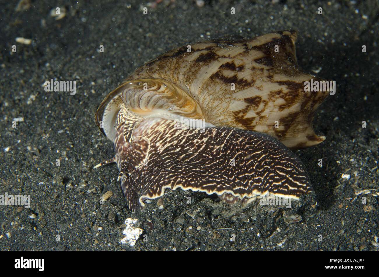 Bat Volute (Cymbiola vespertilio) adult, on black sand at night, Lembeh ...