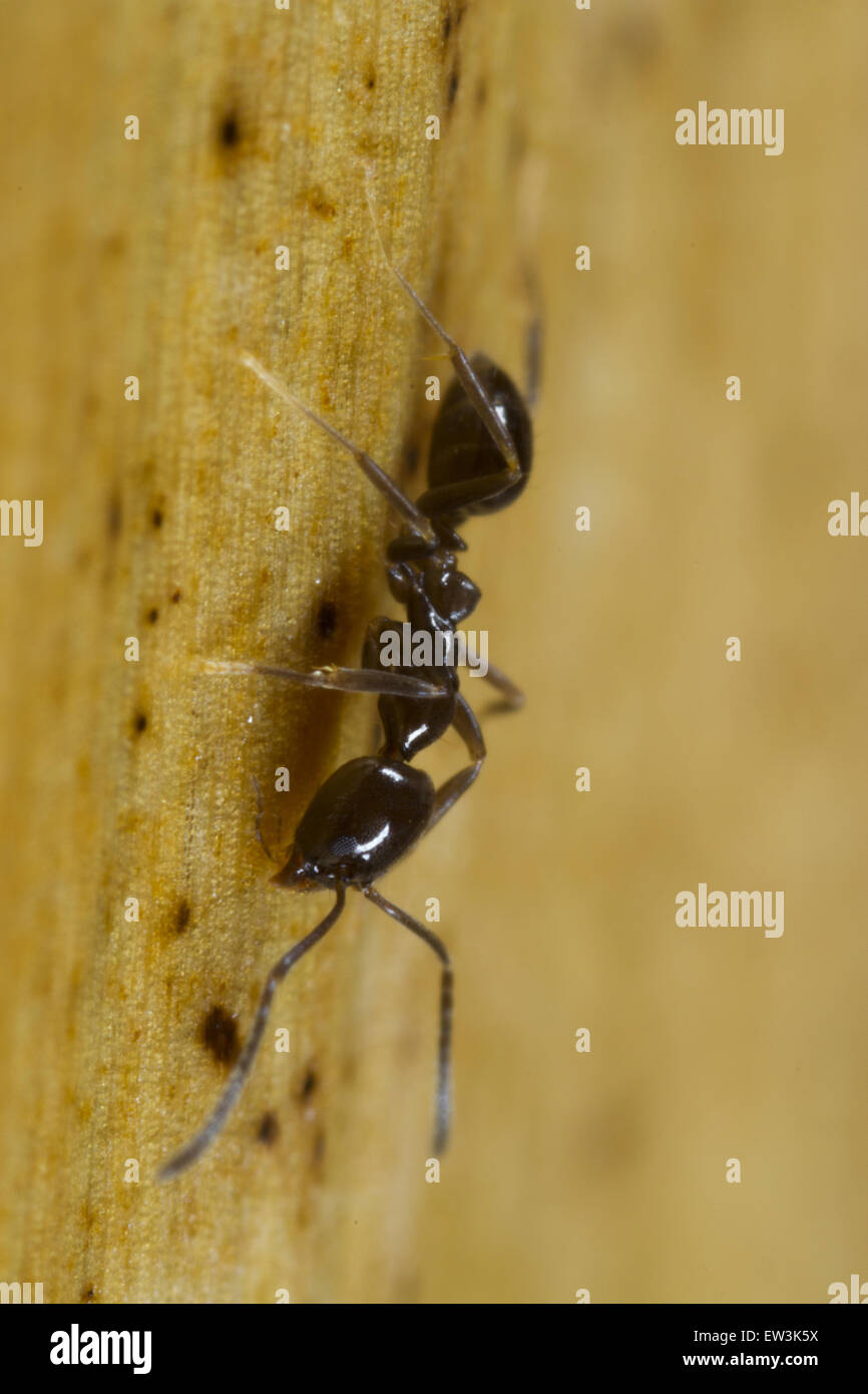 Ant (Linepithema iniquum) introduced species, tropical tramp species ...