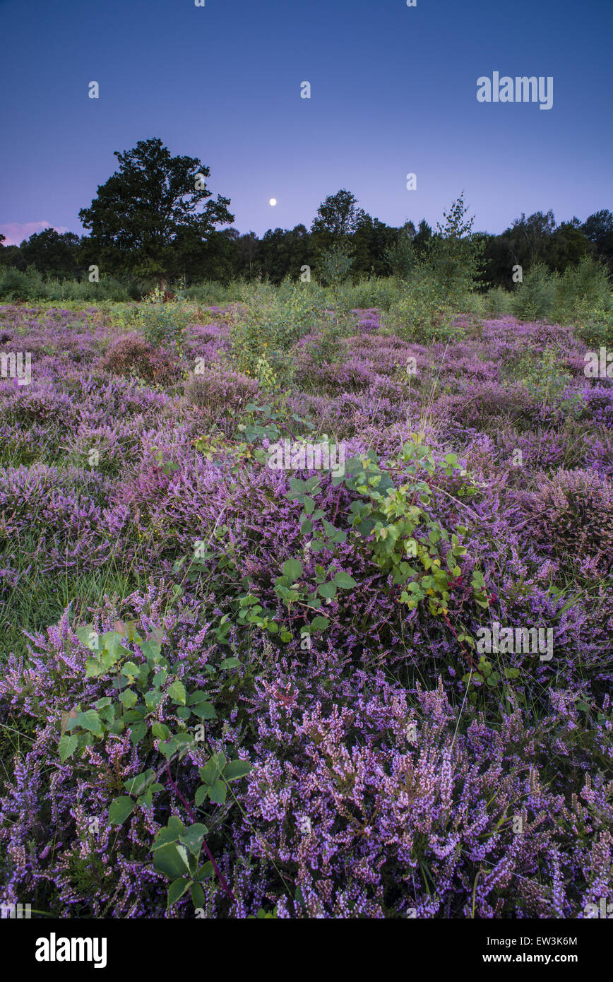 Hothfield heathlands hi-res stock photography and images - Alamy
