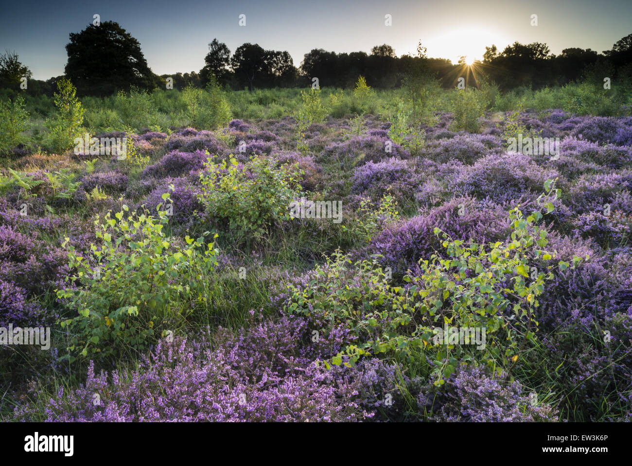 Hothfield heathlands hi-res stock photography and images - Alamy