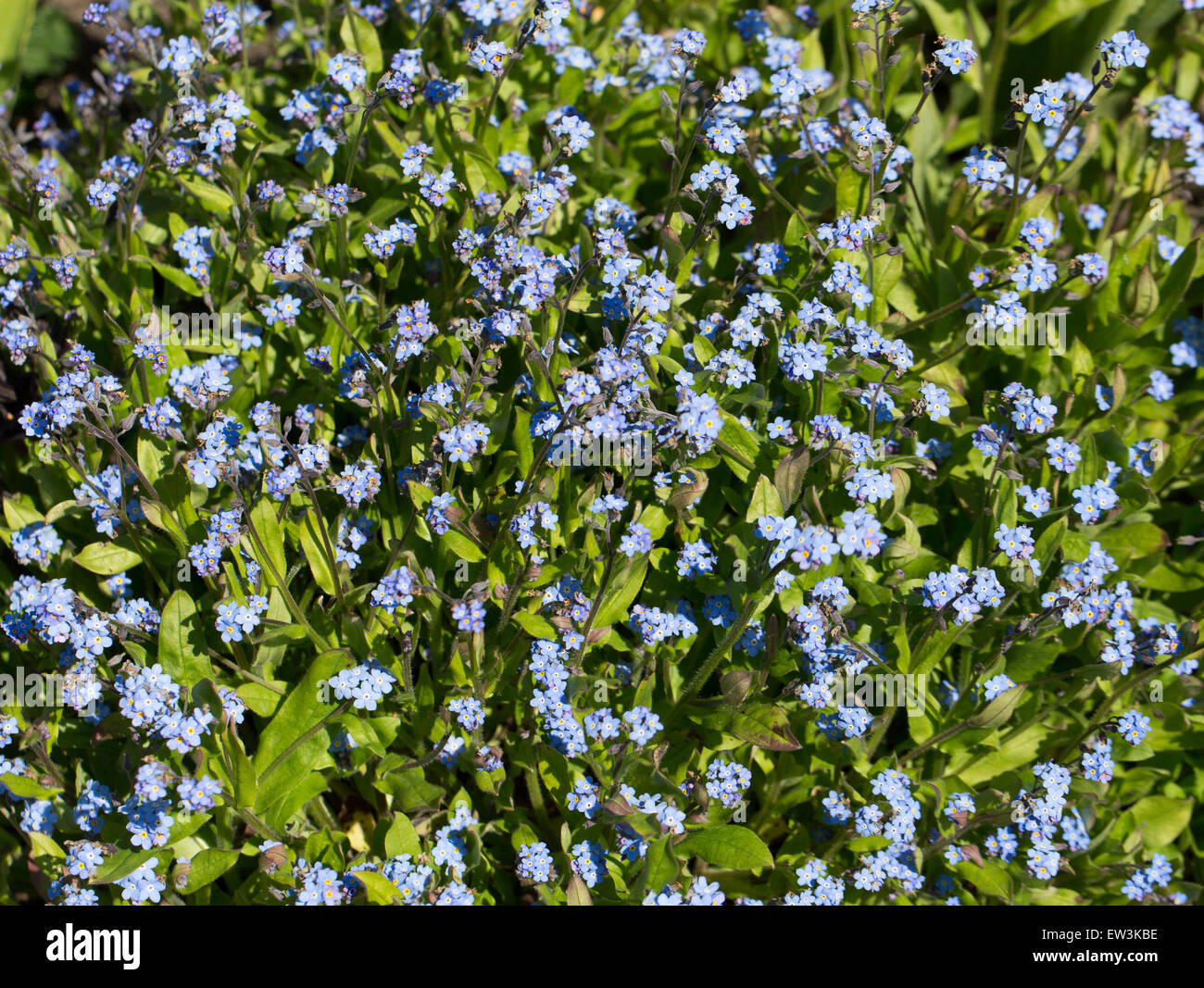 Blue forget-me-not flowers in a garden Stock Photo - Alamy