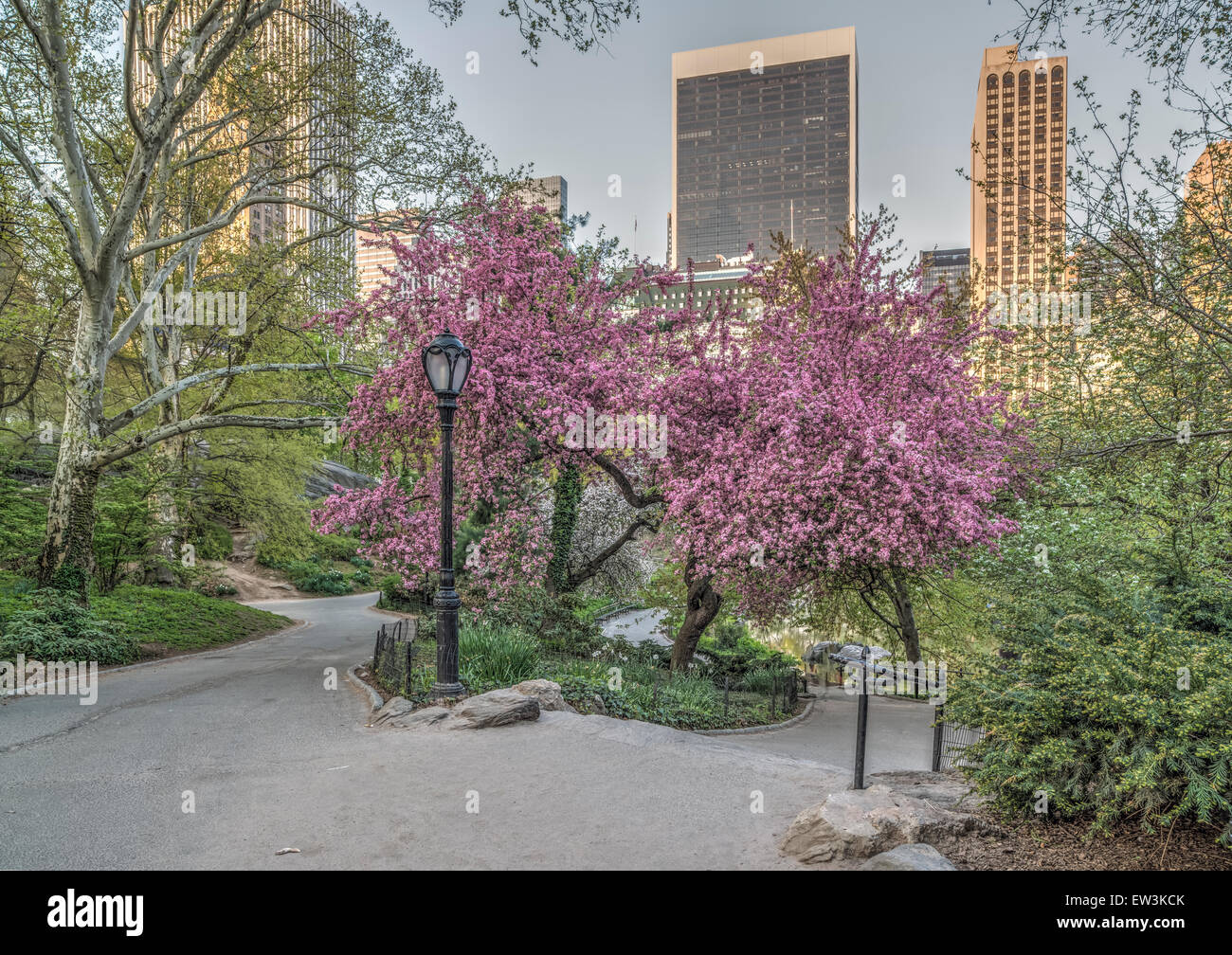 Spring in Central Park, New York City Stock Photo - Alamy