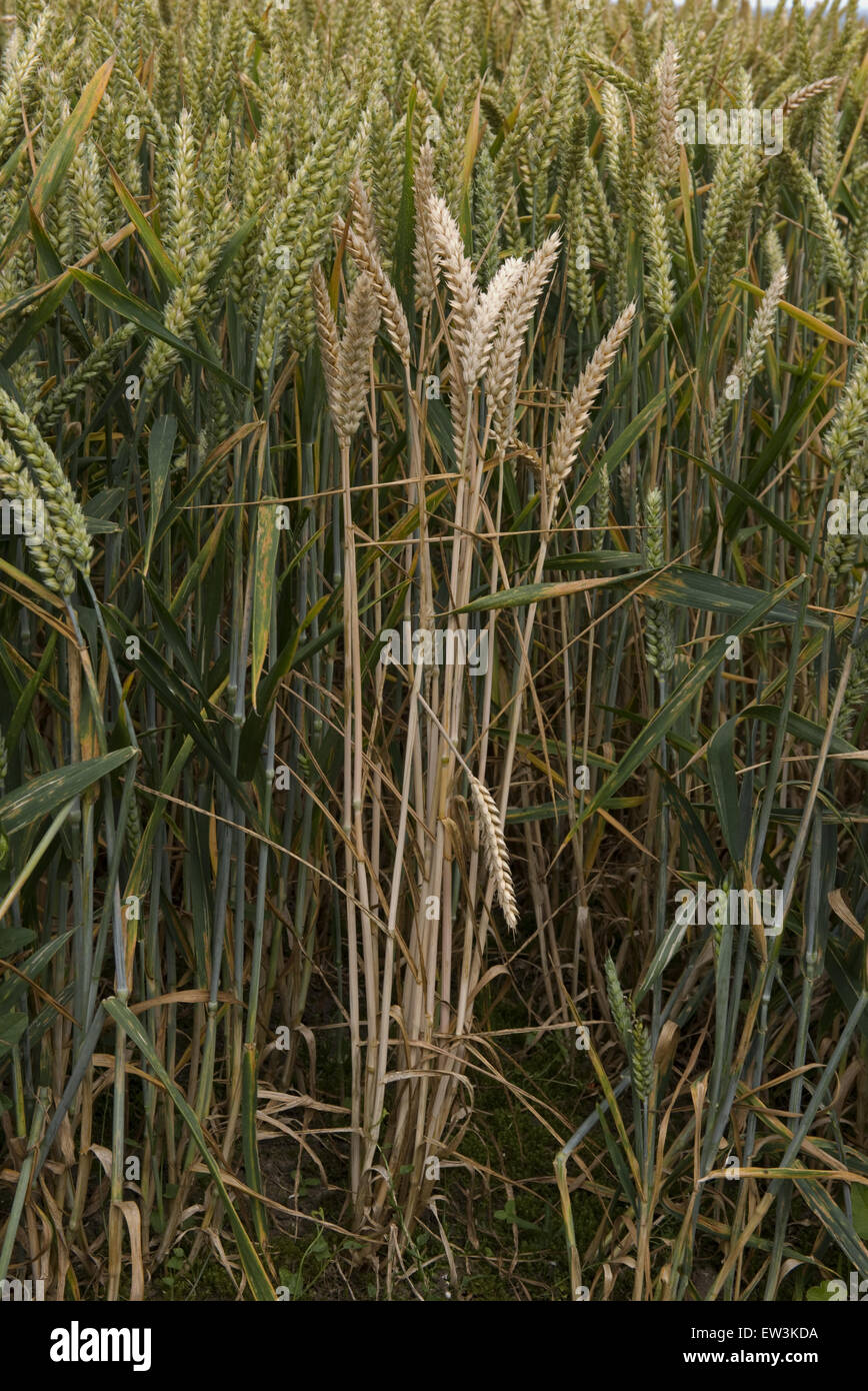 Whiteheads of dead wheat plant caused by water strees brought about by ...