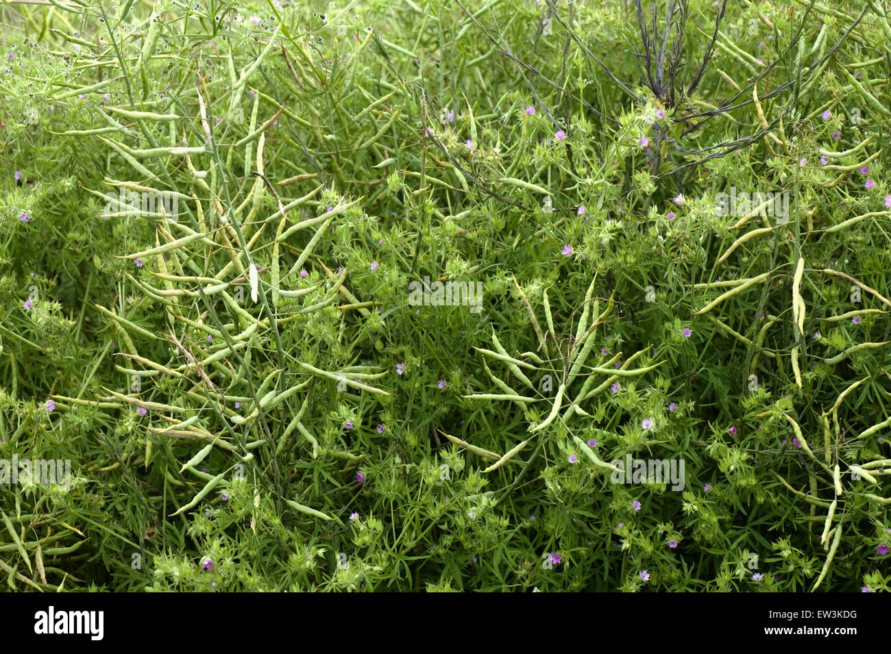 Cut-leaved Cranesbill, Geranium dissectum, flowering with other weeds ...
