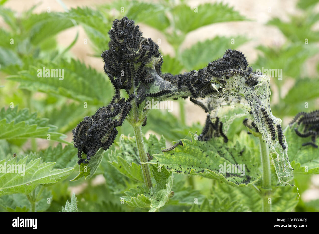 Small tortoiseshell caterpillars on nettle hi-res stock photography and ...