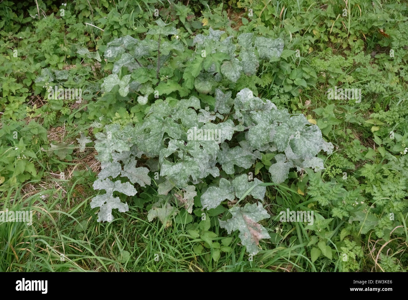 Umbellifer Powdery Mildew, Erysiphe heraclei, on Common Hogweed ...