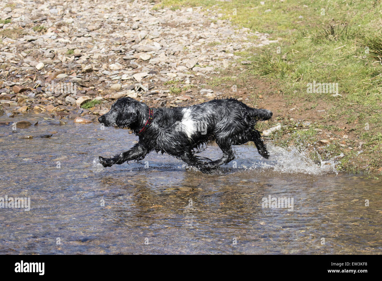 Working Cocker Spaniel running through water, 3 year old bitch, blue ...