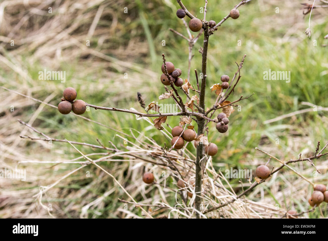 Marble Gall Wasp (Andricus kollari) galls with exit hole, on very young ...