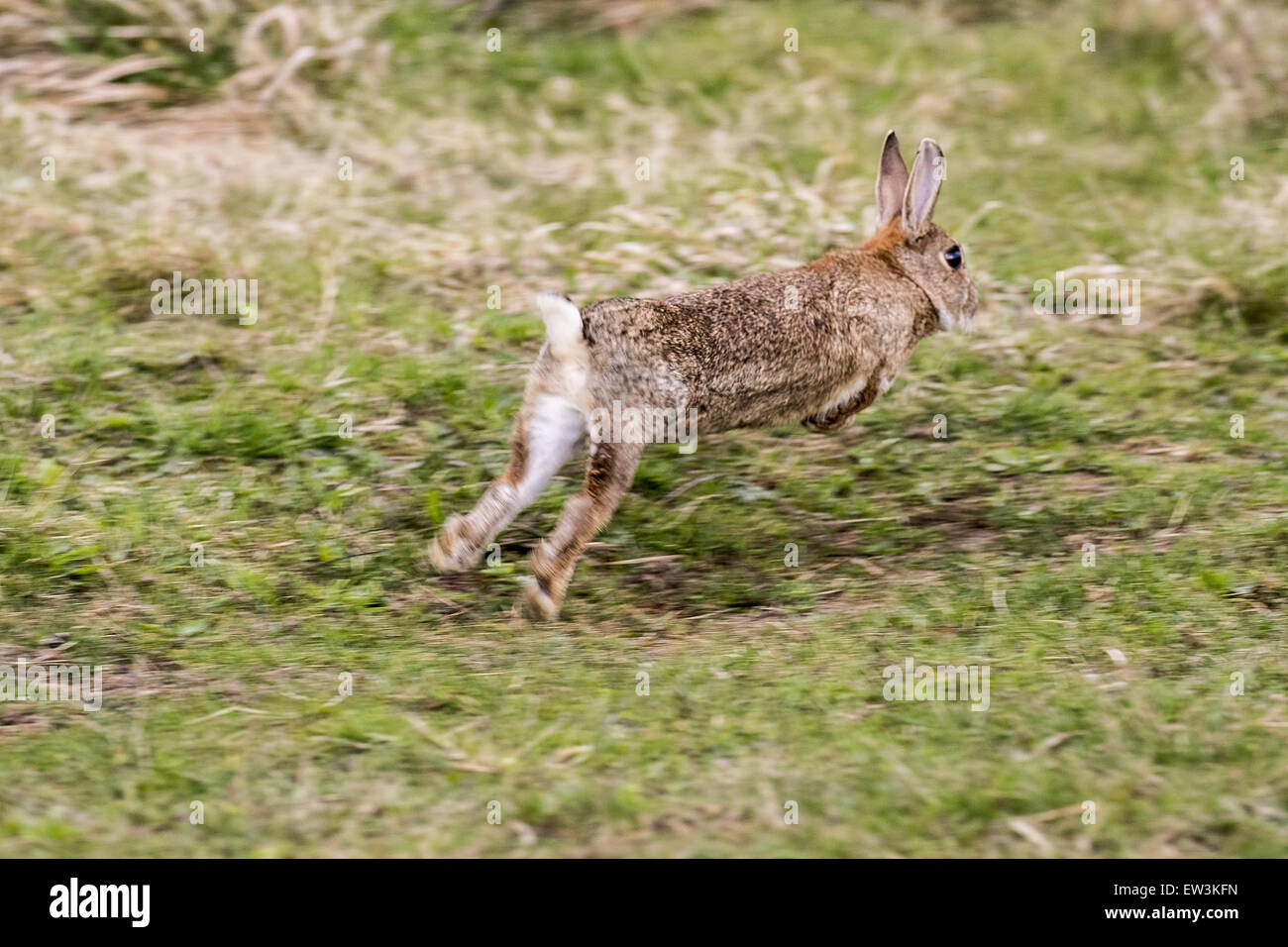 Running rabbit tail hi-res stock photography and images - Alamy