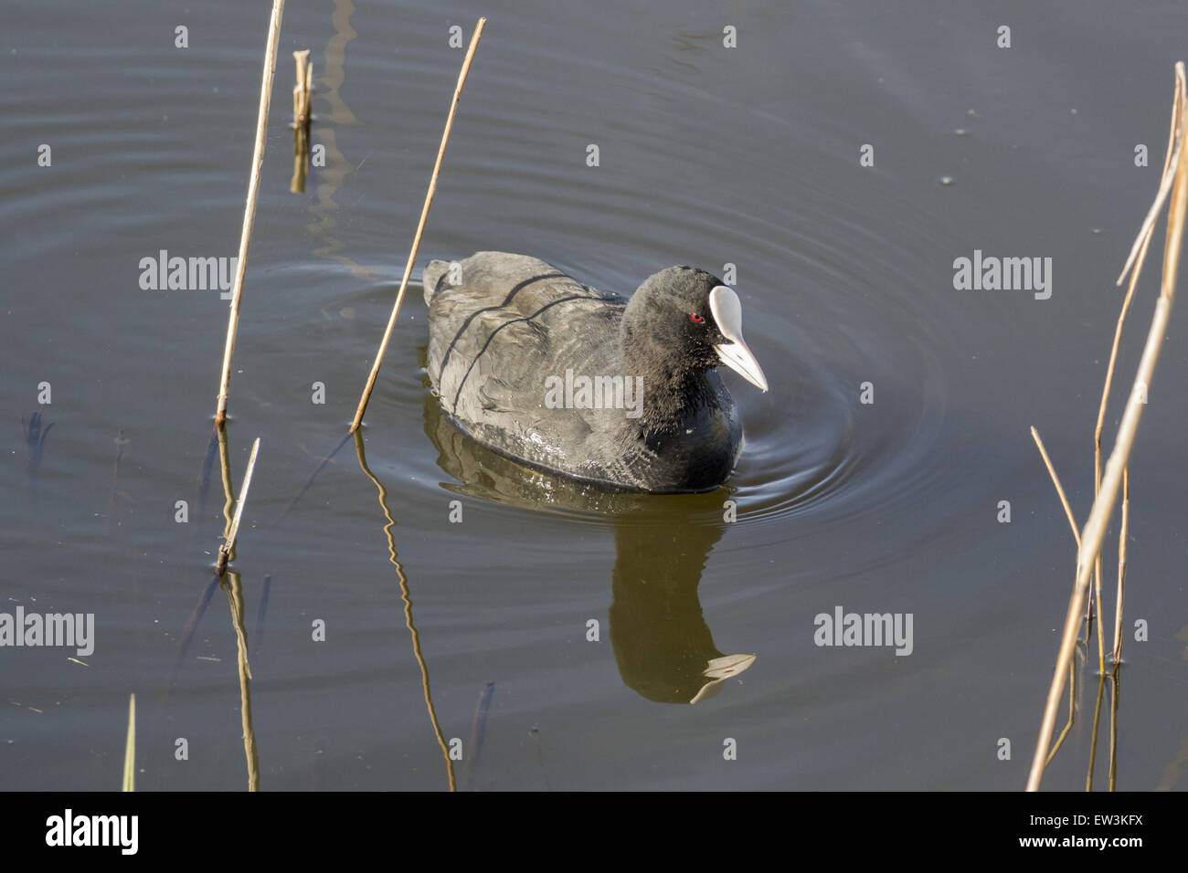 Eurasian Coot - Spring at Minsmere Suffolk Stock Photo - Alamy