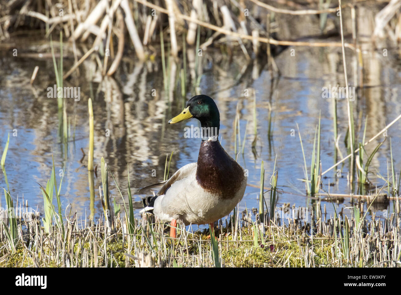 Male Mallard in breeding plumage Stock Photo - Alamy