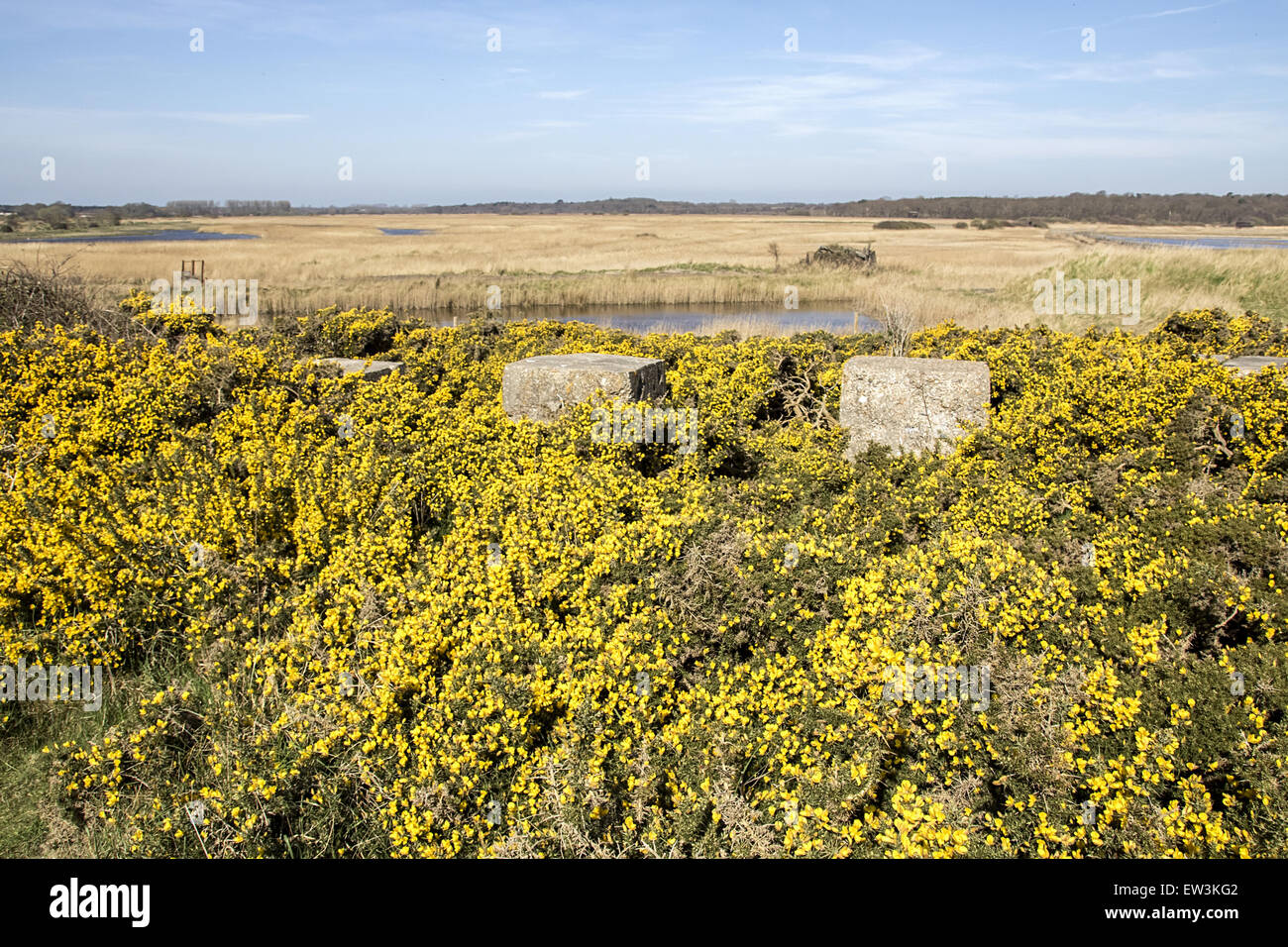 Island mere minsmere hi-res stock photography and images - Alamy