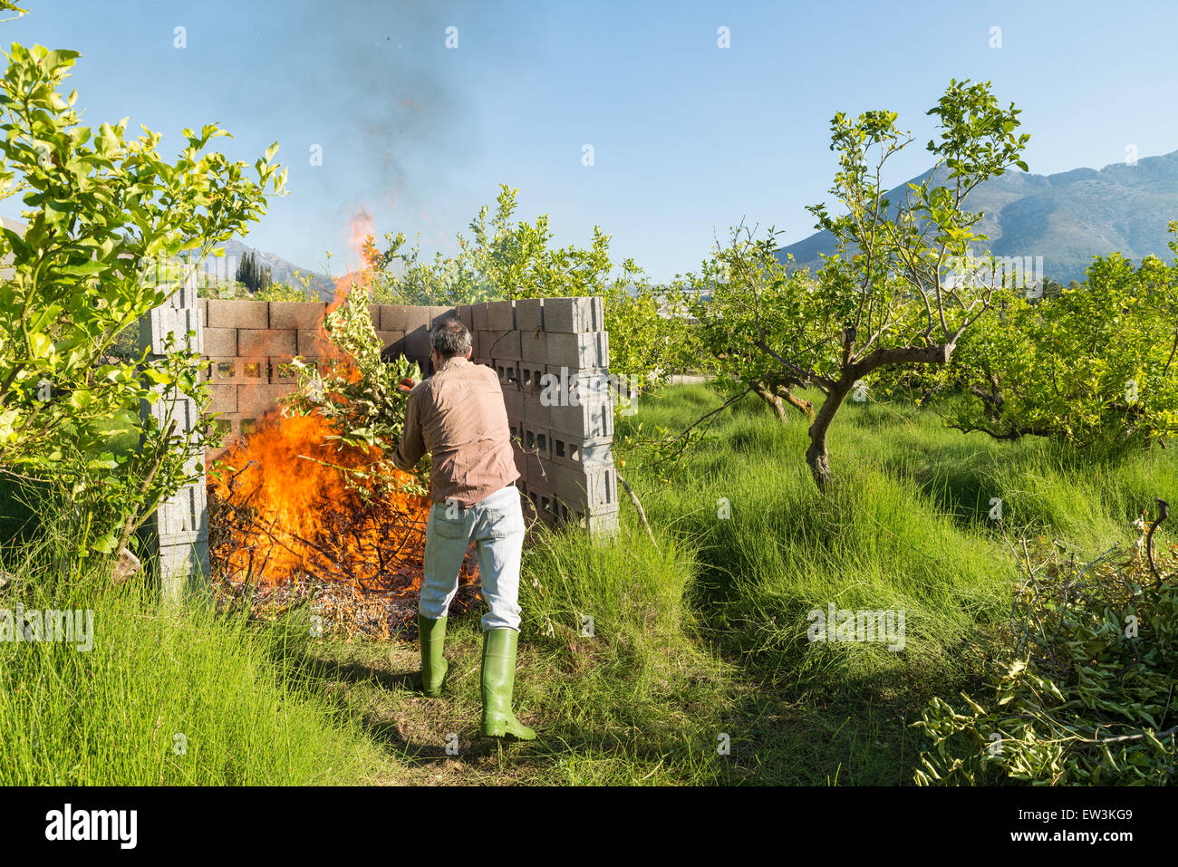 Farmer burning pruning waste inside a concrete structuro on his lemon ...